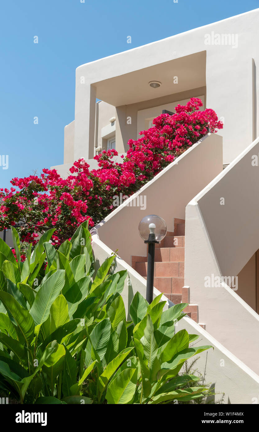 Chania, Crete, Greece. June 2019. Bougainvillea flowers in bloom around ...