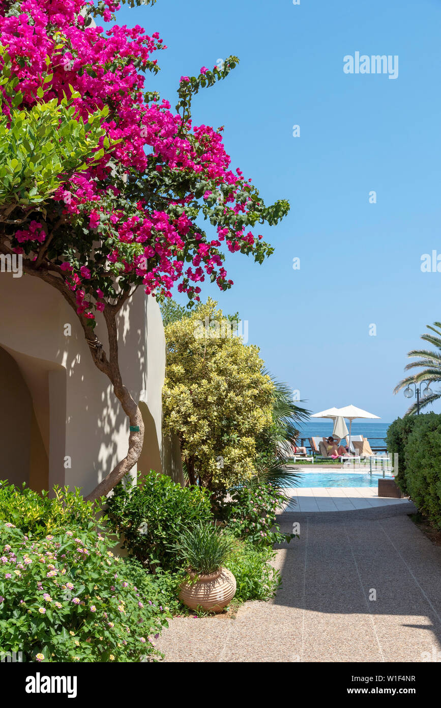 Chania, Crete, Greece. June 2019. Bougainvillea flowers in bloom around ...