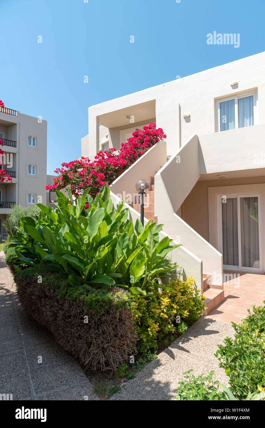 Chania, Crete, Greece. June 2019. Bougainvillea flowers in bloom around ...