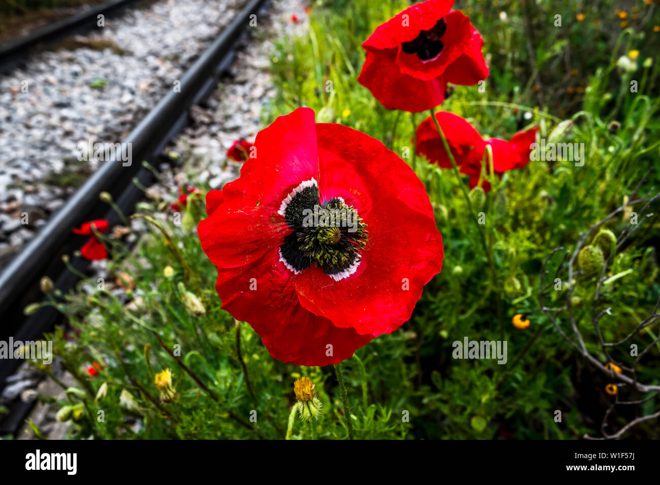 Red poppies along railroad tracks, right after rain Stock Photo - Alamy