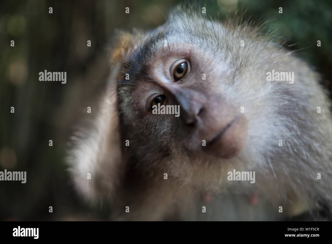 mammal zoo portrait fur nature Stock Photo - Alamy