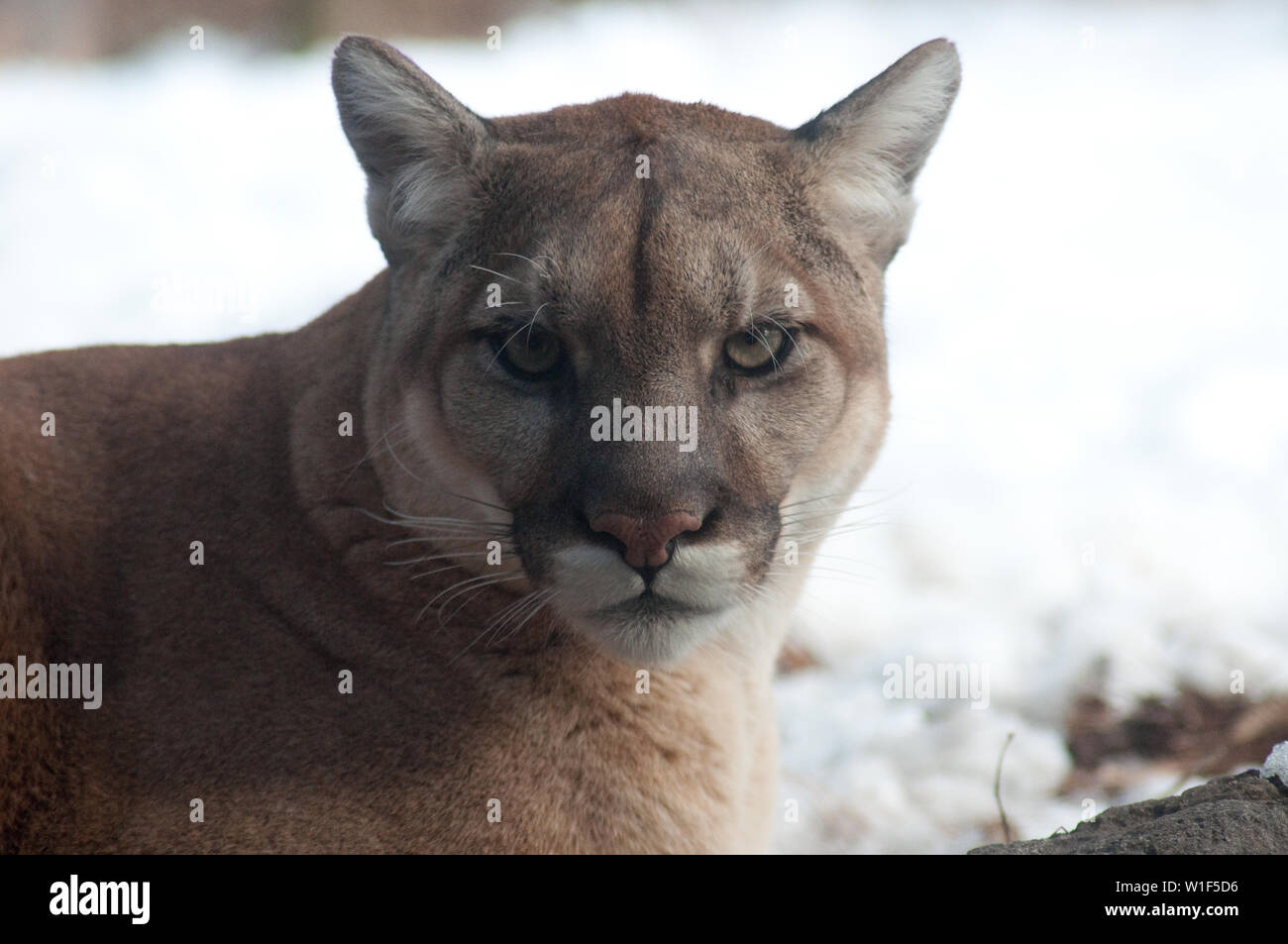 Queens zoo hi-res stock photography and images - Alamy