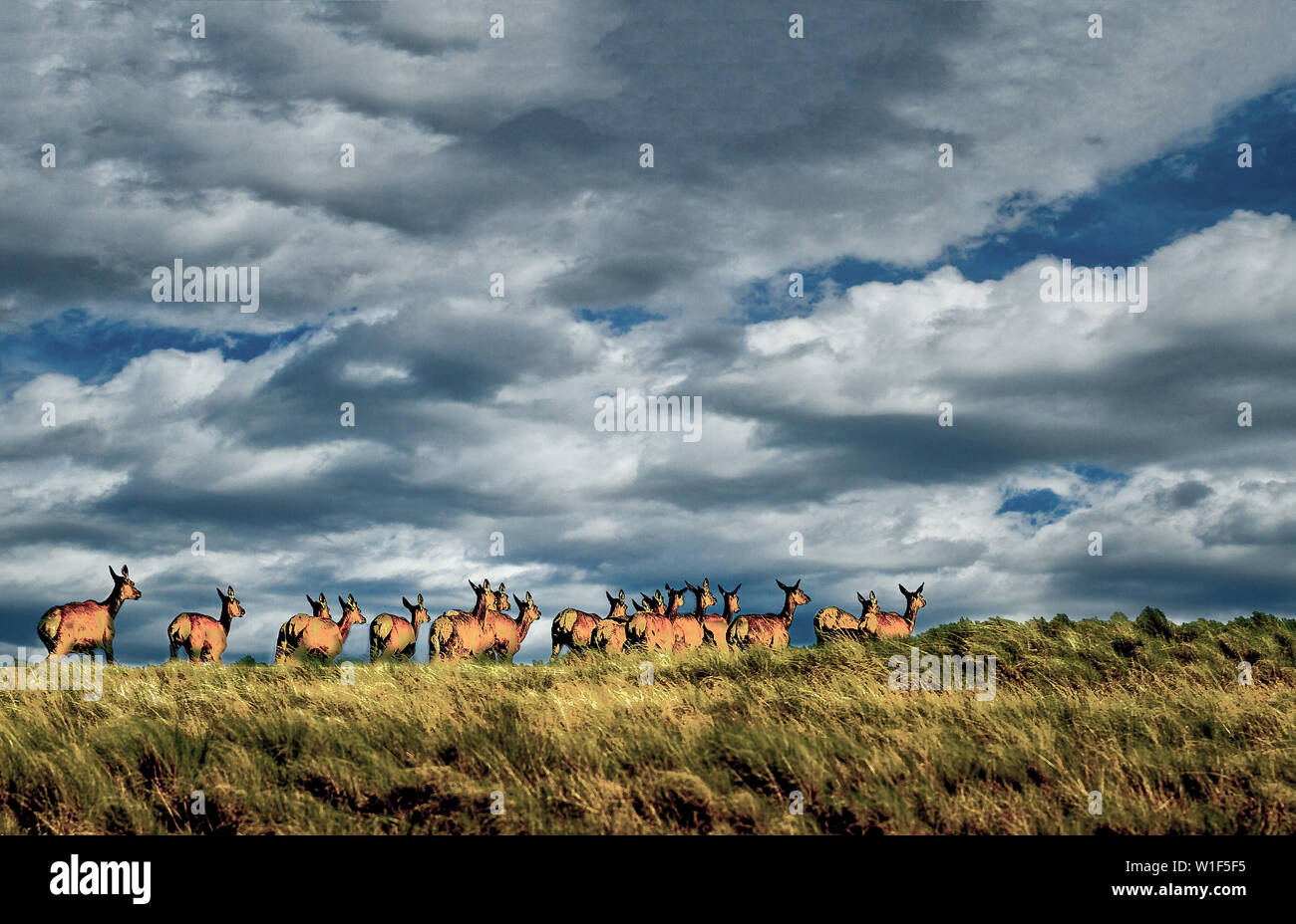 A herd of deer heading toward the safety of the nearby forest under a ...
