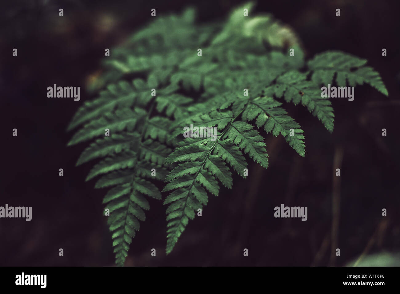 wood nature outdoors leaf flora Stock Photo - Alamy