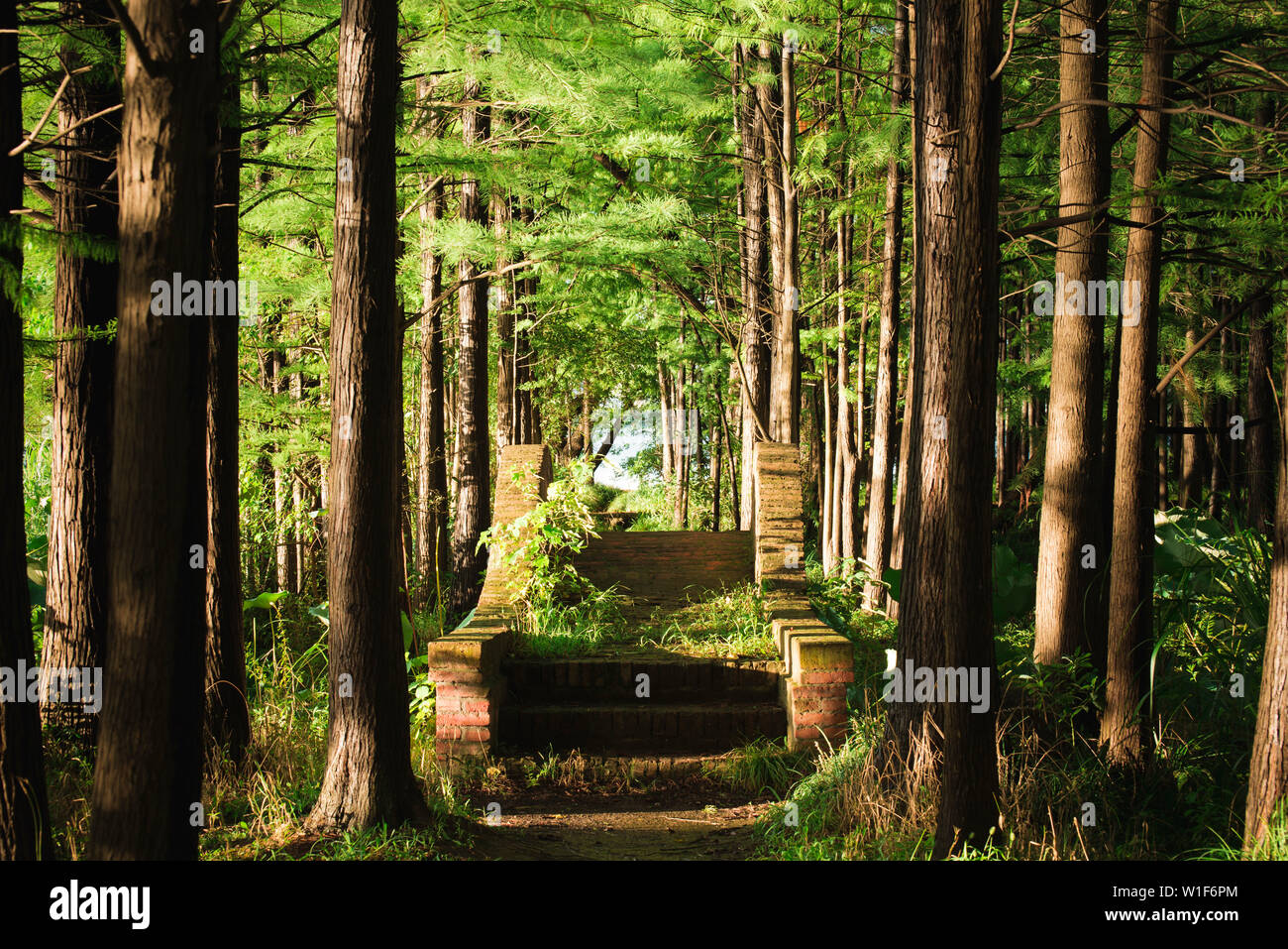 Nature and wood outdoors hi-res stock photography and images - Alamy