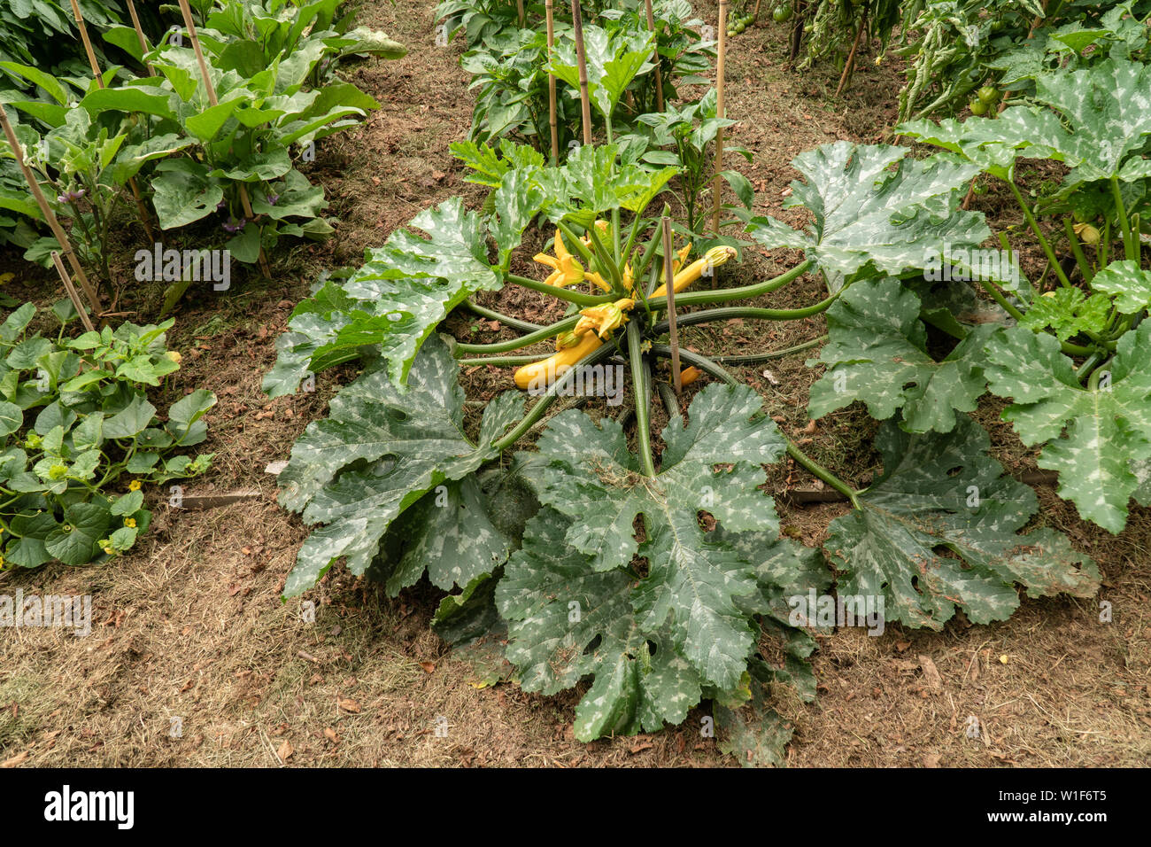 Yellow ripe courgette with flowers in the garden. Organic food Stock ...