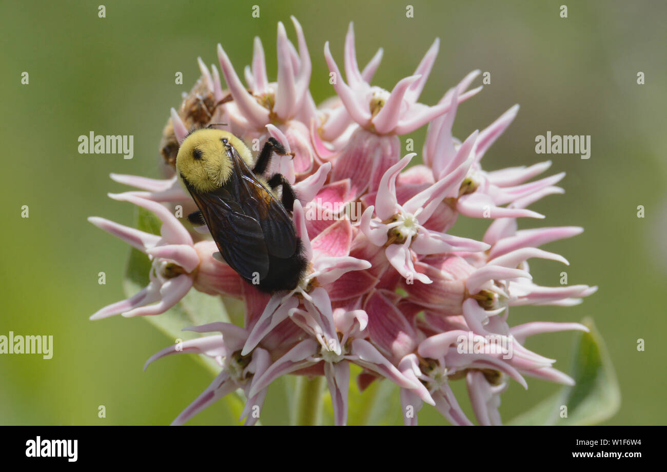 Showy milkweed hi-res stock photography and images - Alamy