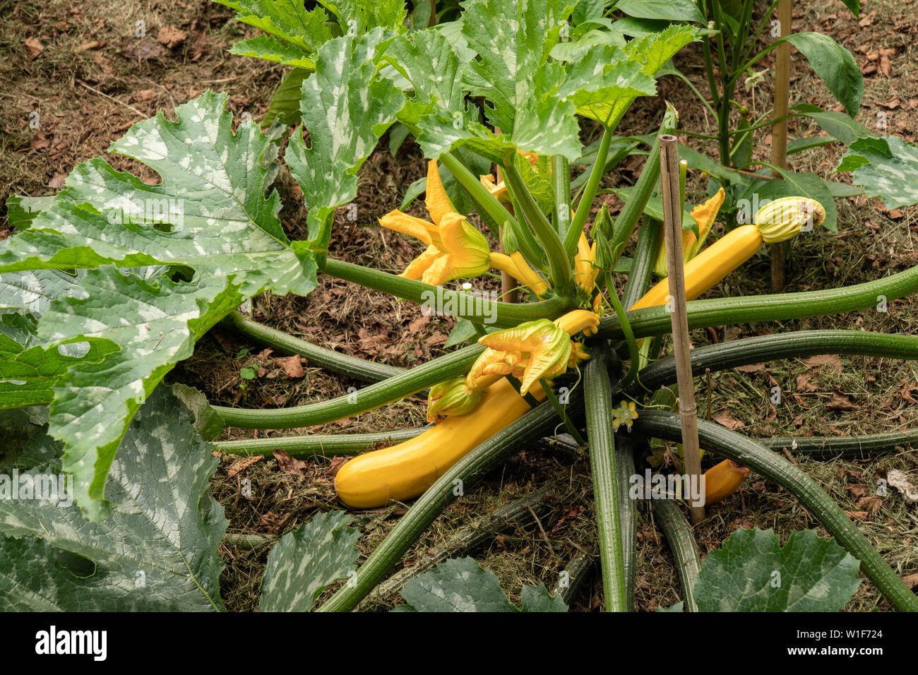 Yellow ripe courgette with flowers in the garden. Organic food Stock ...