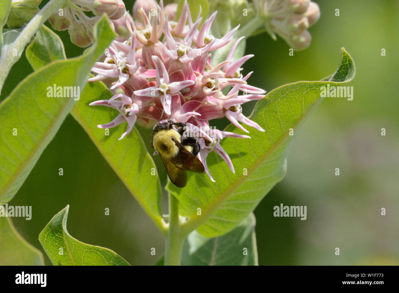 Pollination of bumblebee collecting nectar of showy milkweed plant or ...