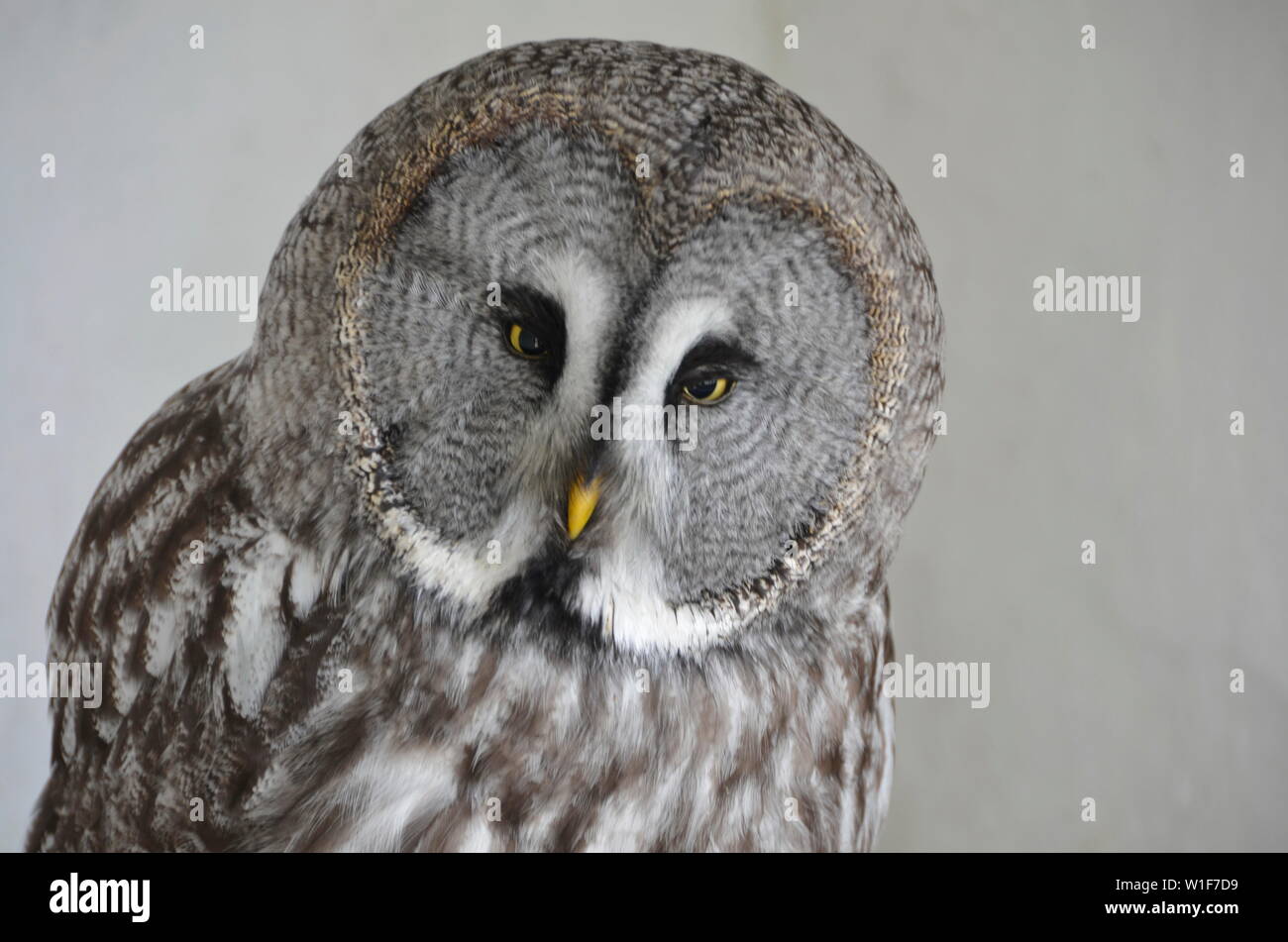 Feather portrait hi-res stock photography and images - Alamy