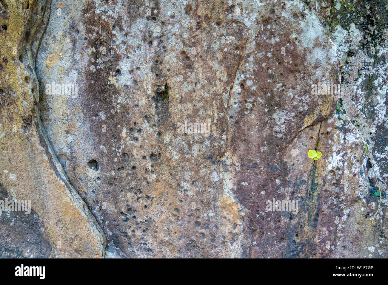 Random Nature High Resolution Stock Photography and Images - Alamy