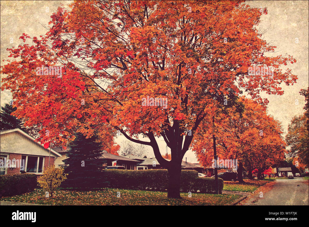 Maple tree landscape hi-res stock photography and images - Alamy