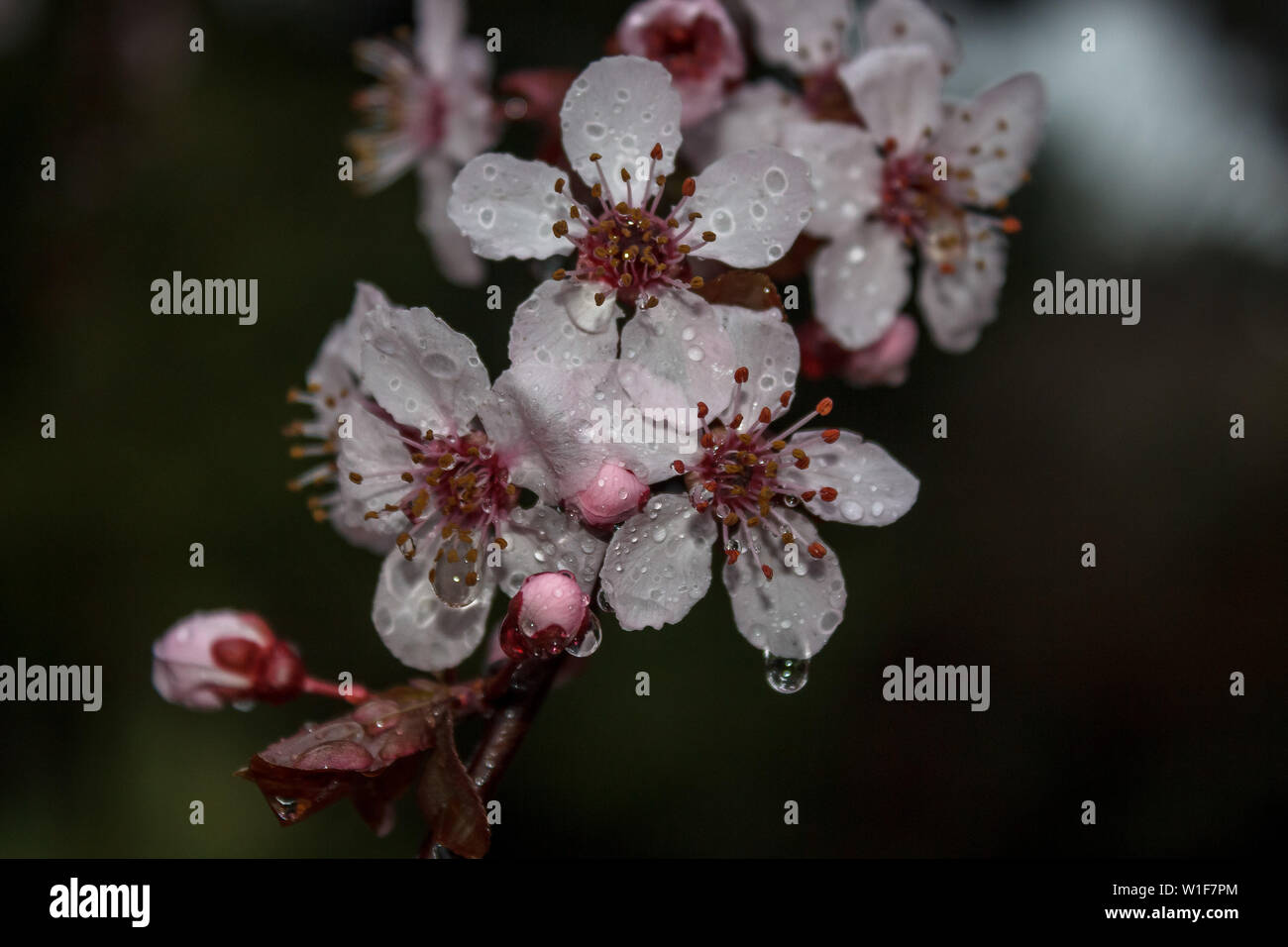 A morning walk in a public garden with cherry trees, full of colours ...