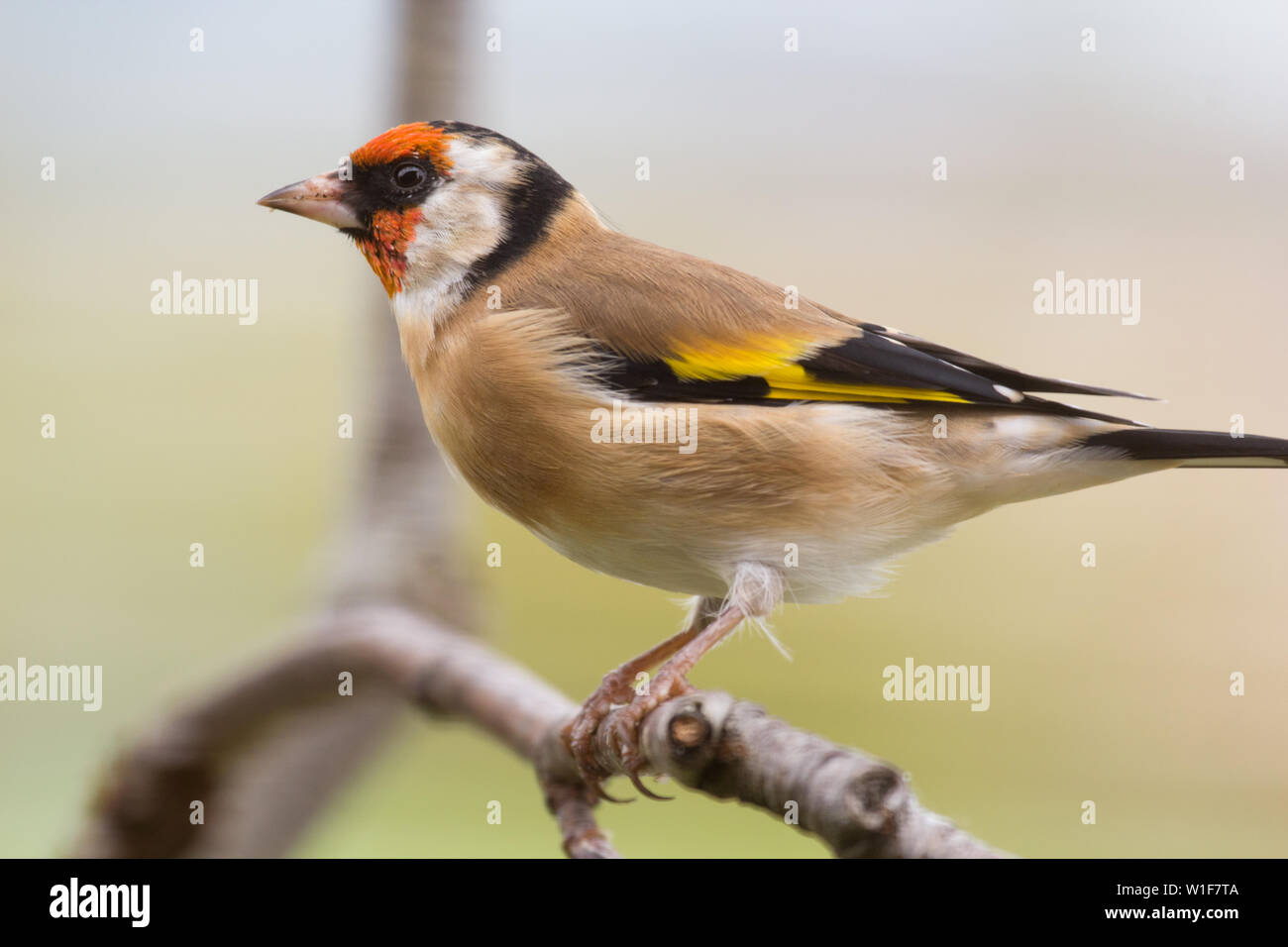 Songbird finch hi-res stock photography and images - Alamy