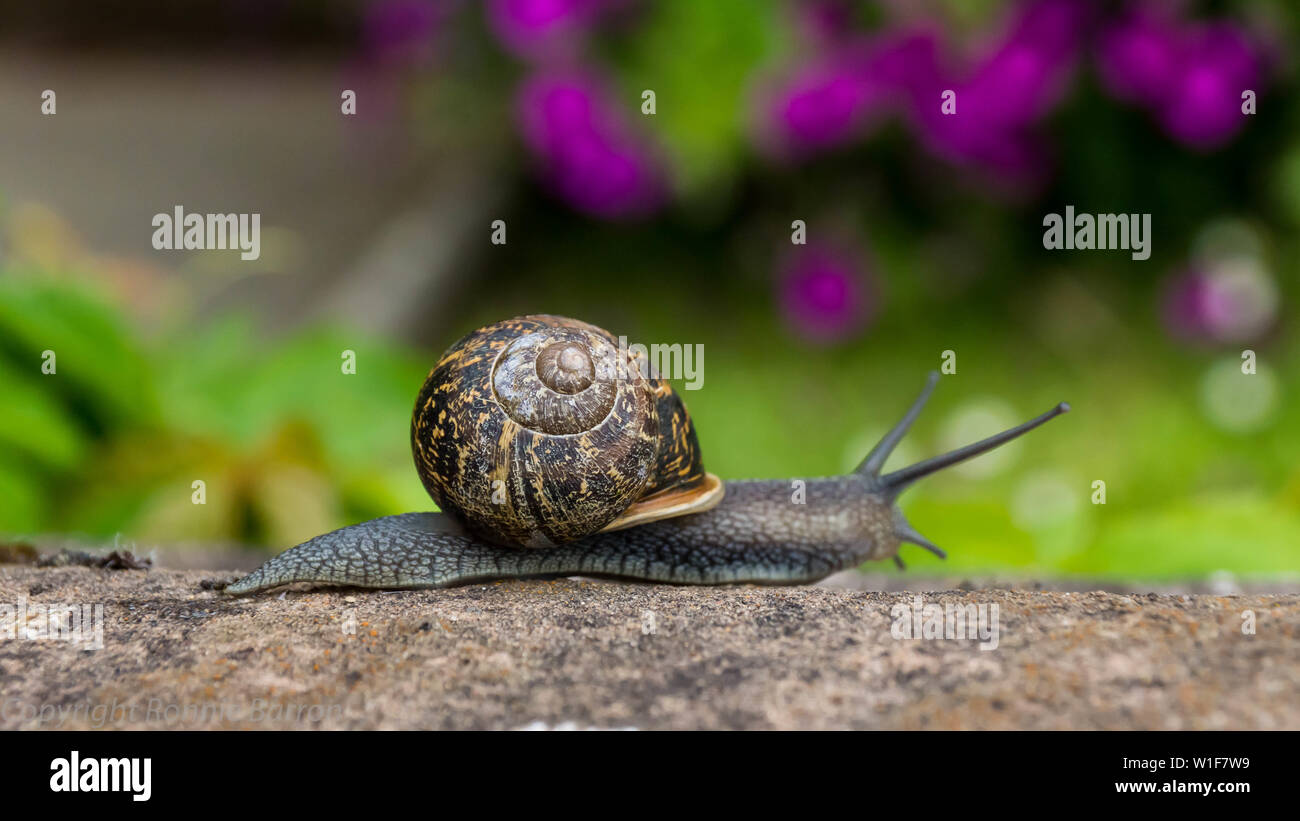 spiral insect garden slime nature Stock Photo - Alamy