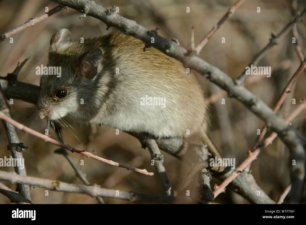 Black tailed tree rat hi-res stock photography and images - Alamy