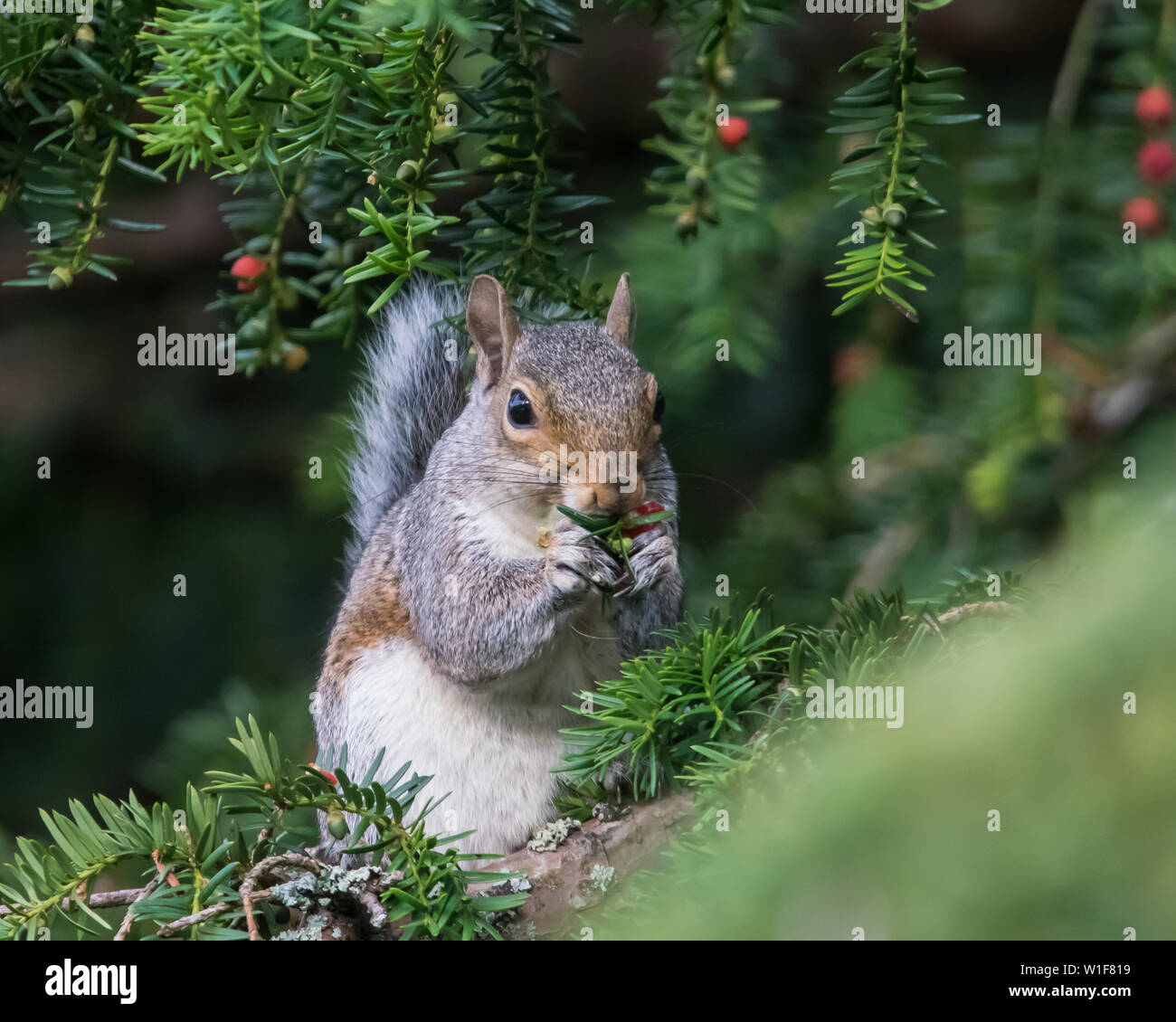Bushy animal hi-res stock photography and images - Alamy