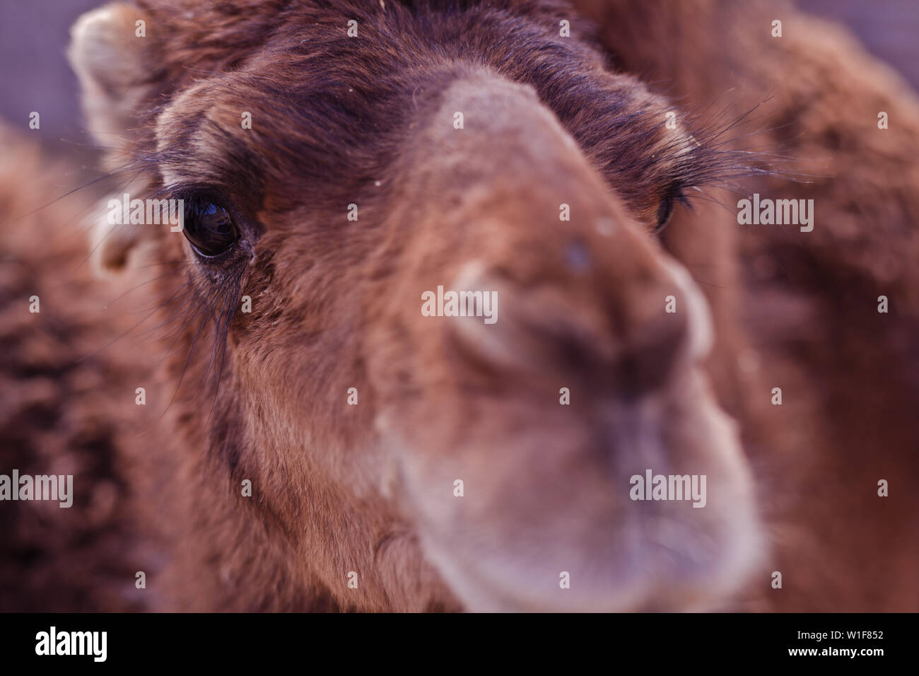cute mammal zoo fur animal Stock Photo - Alamy