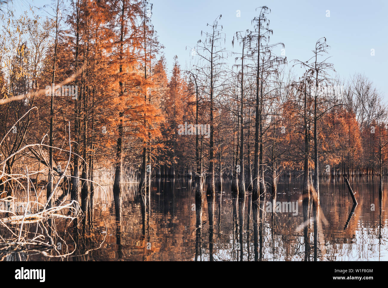fairweather season frost fall tree Stock Photo - Alamy