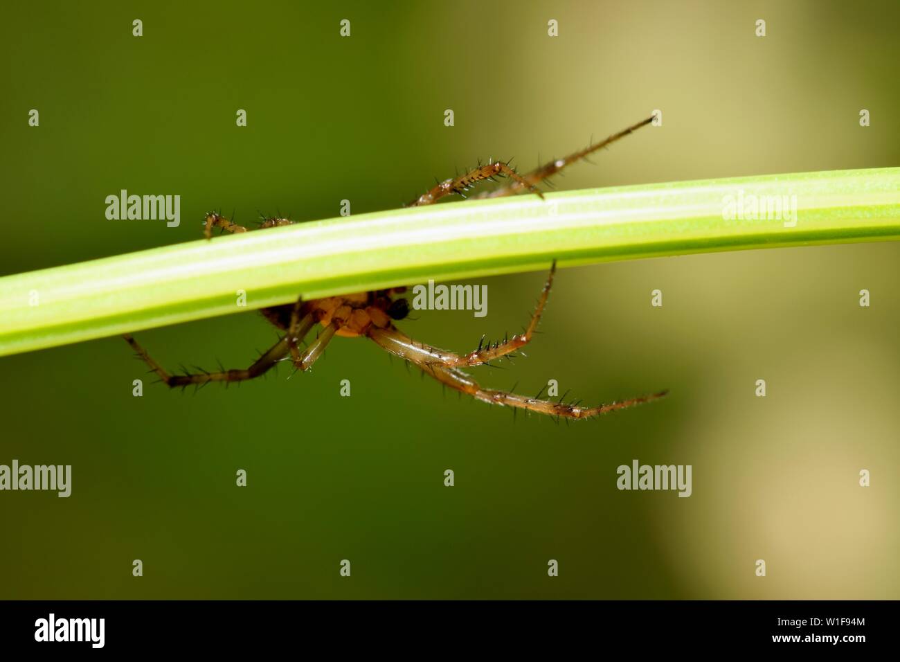 An unidentified spider can be seen creeping deftly along the far side ...