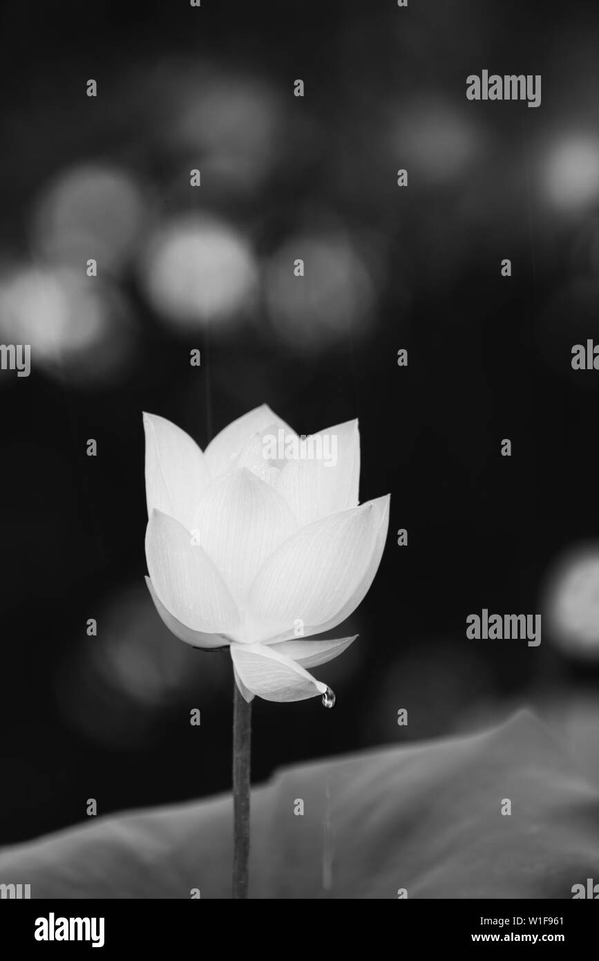 nature monochrome blur flower Stock Photo - Alamy