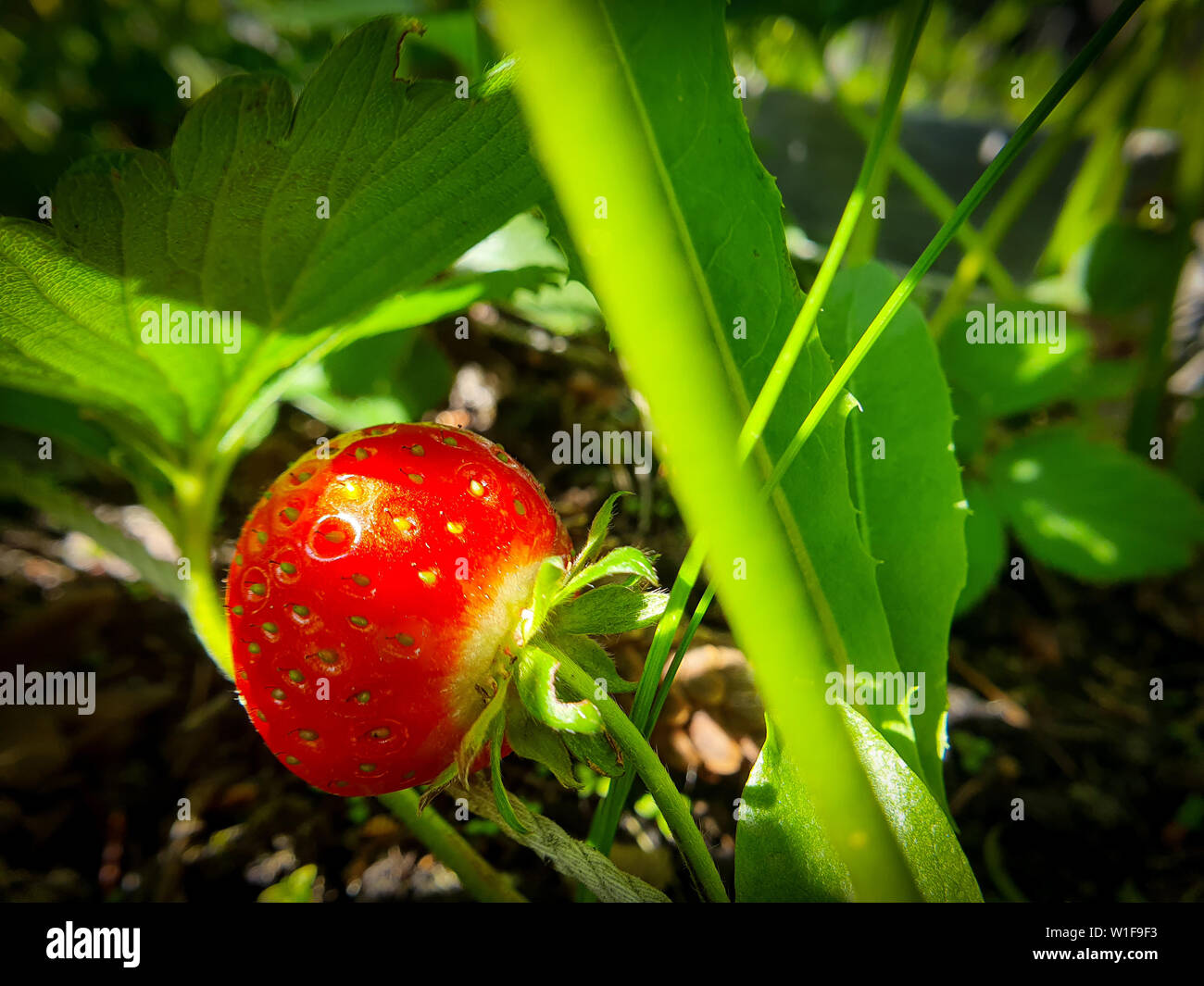 Red and green strawberry hi-res stock photography and images - Alamy