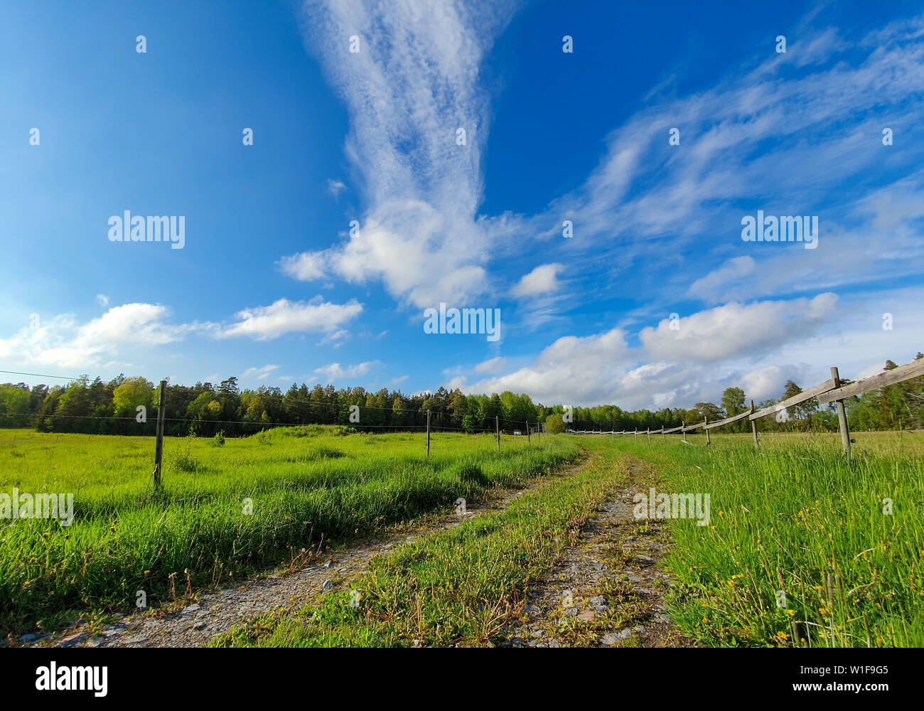 Colorful Swedish summer fields and forest with clear blue sky. Swedish ...