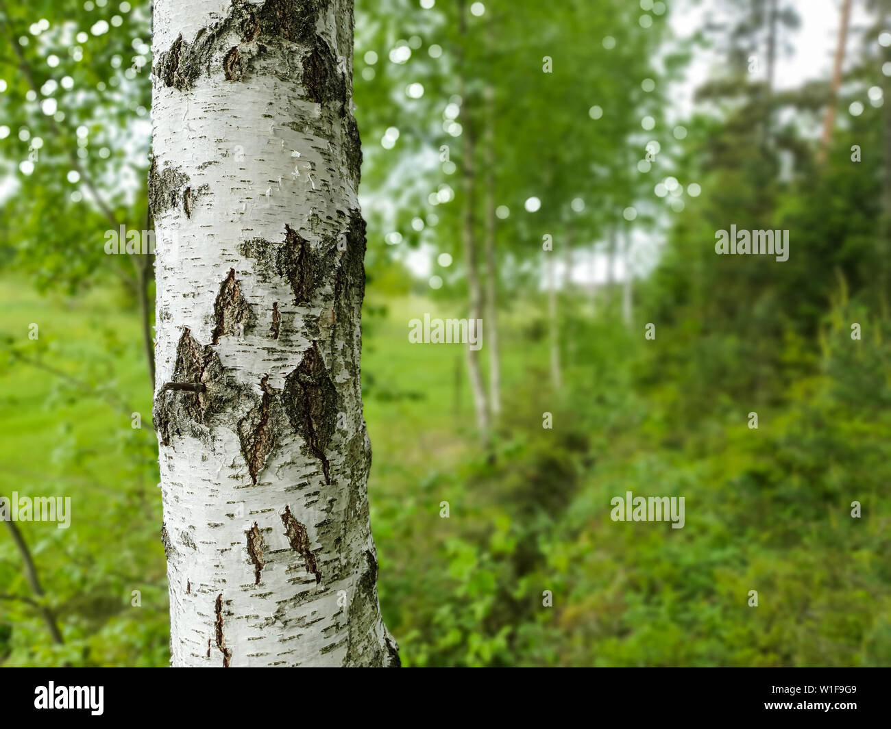 Green nature, birch forest landscape Stock Photo - Alamy