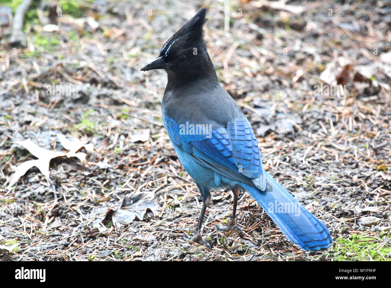 Stellar jay hi-res stock photography and images - Alamy
