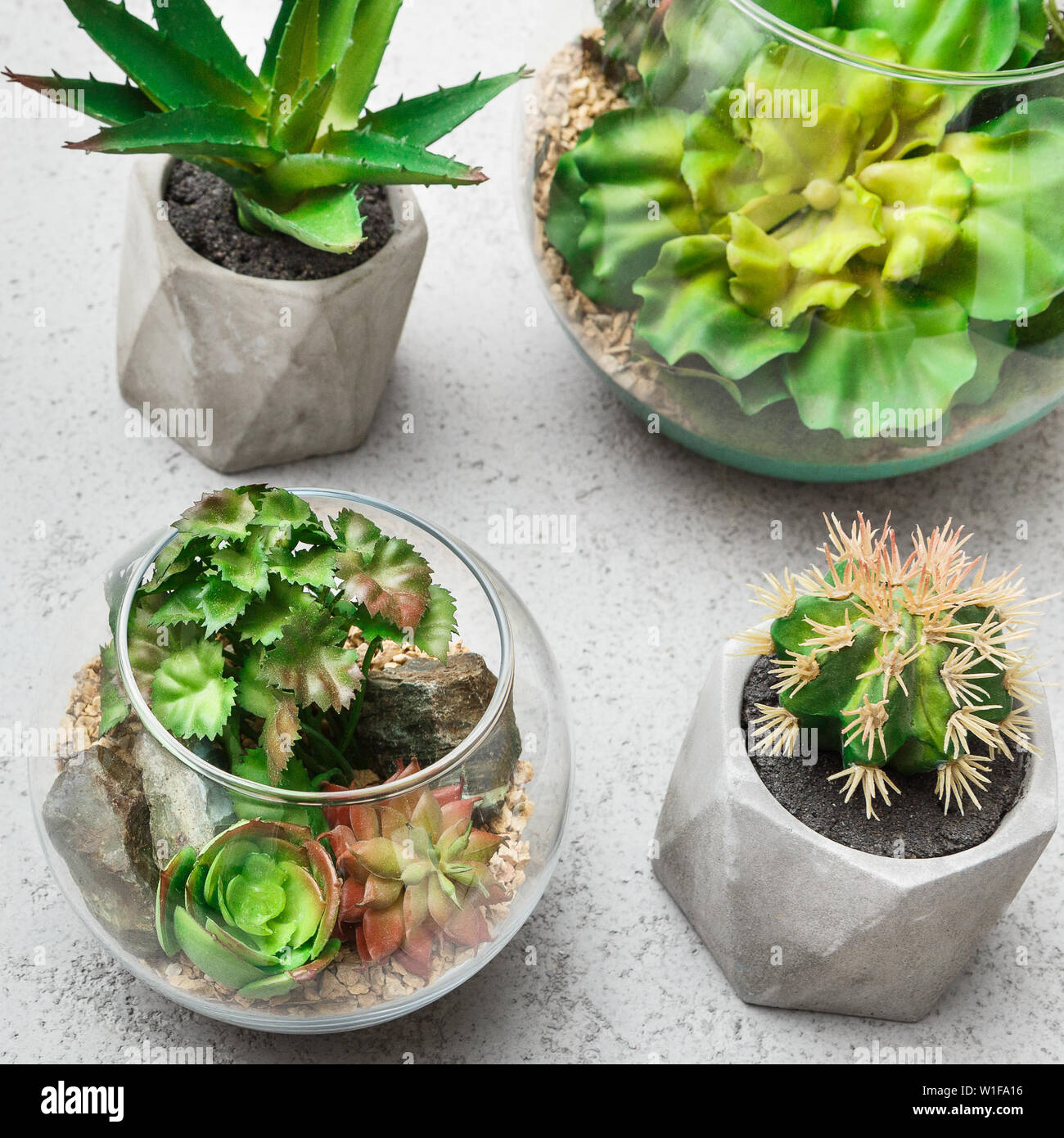 Succulents in pots hi-res stock photography and images - Alamy