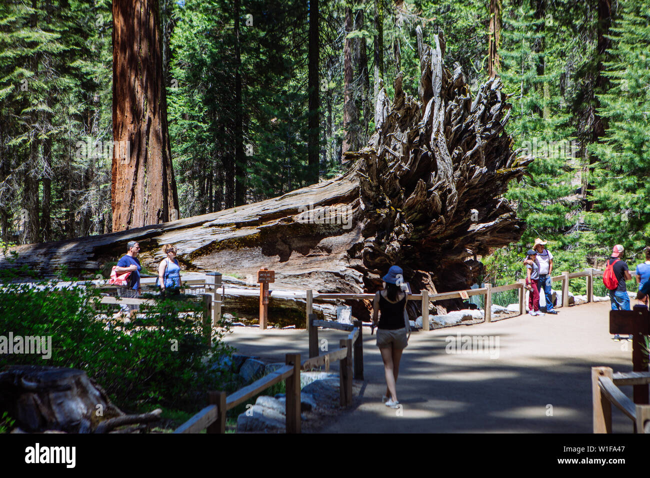 Lateral view of tourists posing with a fallen Giant Sequoia root in ...