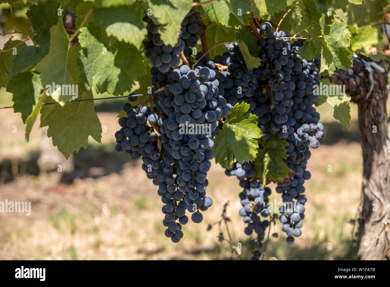 Red wine grapes ready to harvest and wine production. Saint Emilion ...