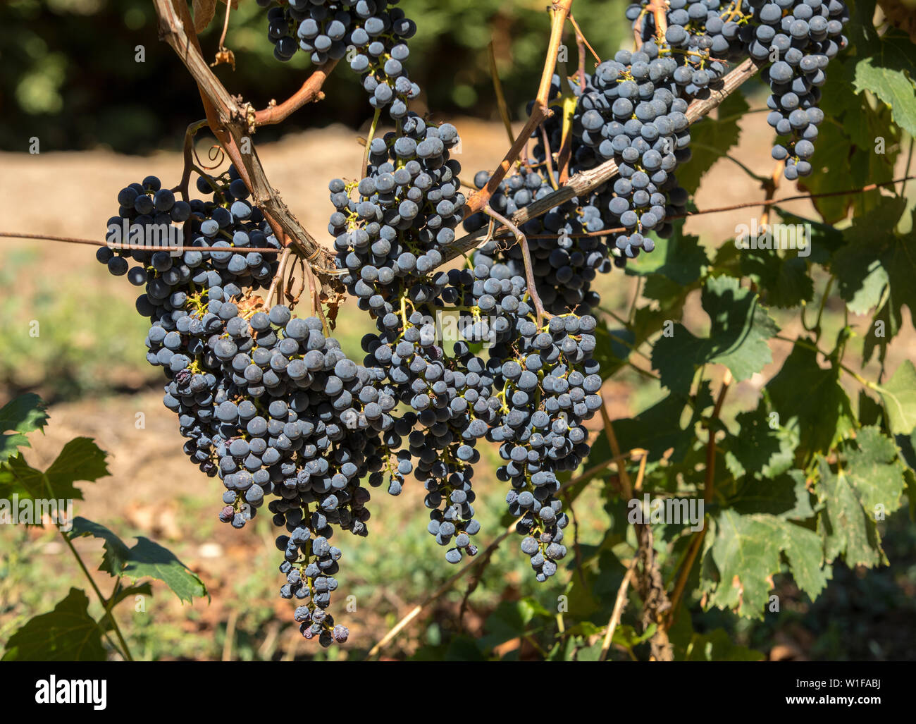 Red wine grapes ready to harvest and wine production. Saint Emilion ...