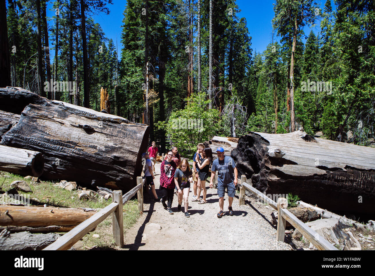 Giant sequoias path hi-res stock photography and images - Alamy