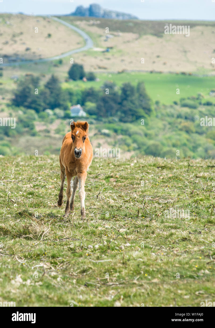 Devon national park hi-res stock photography and images - Alamy