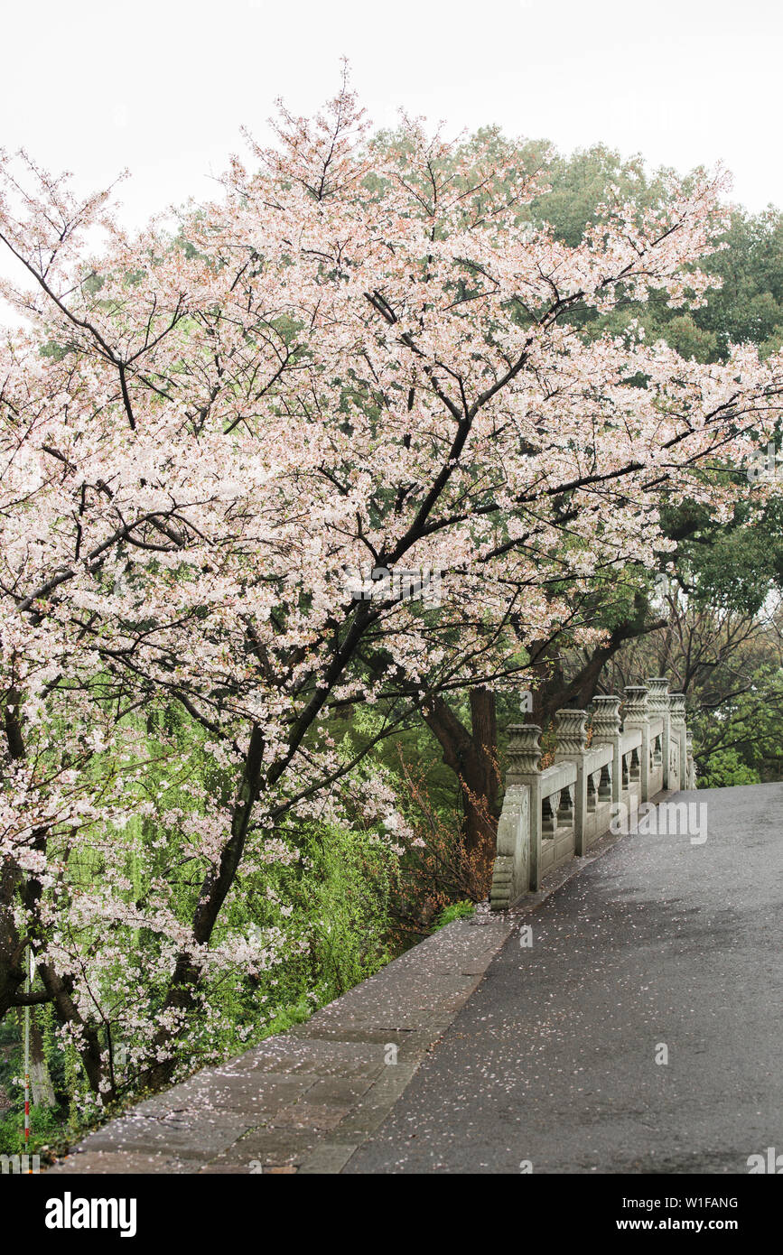 Nature landscape flower hi-res stock photography and images - Alamy