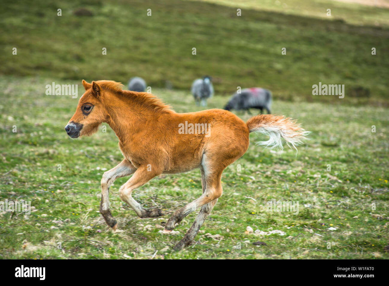 Horse foal pony gallop running hi-res stock photography and images - Alamy
