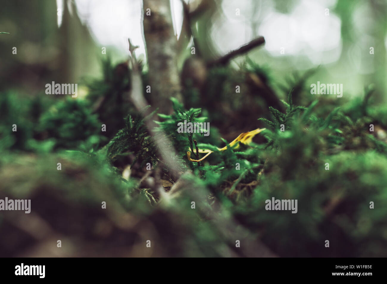 Environment flora hi-res stock photography and images - Alamy