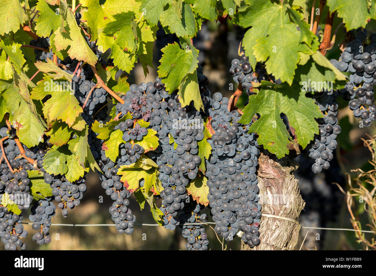 Red wine grapes ready to harvest and wine production. Saint Emilion ...