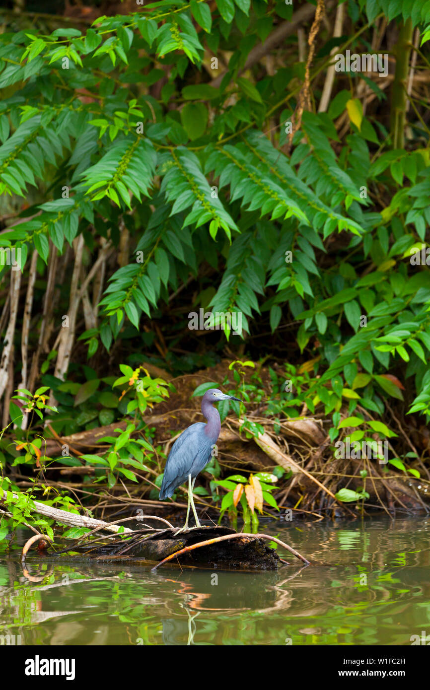 LITTLE BLUE HERON - GARZETA AZUL (Egretta caerulea), Tortuguero River ...