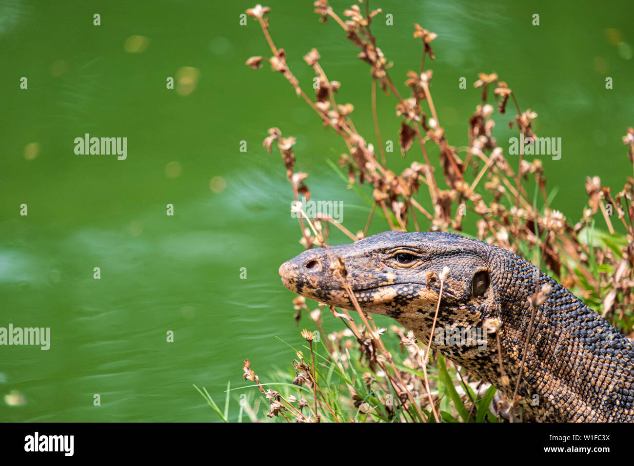 Water monitor in Lumpini Park, Bangkok, Thailand Portrait close up ...
