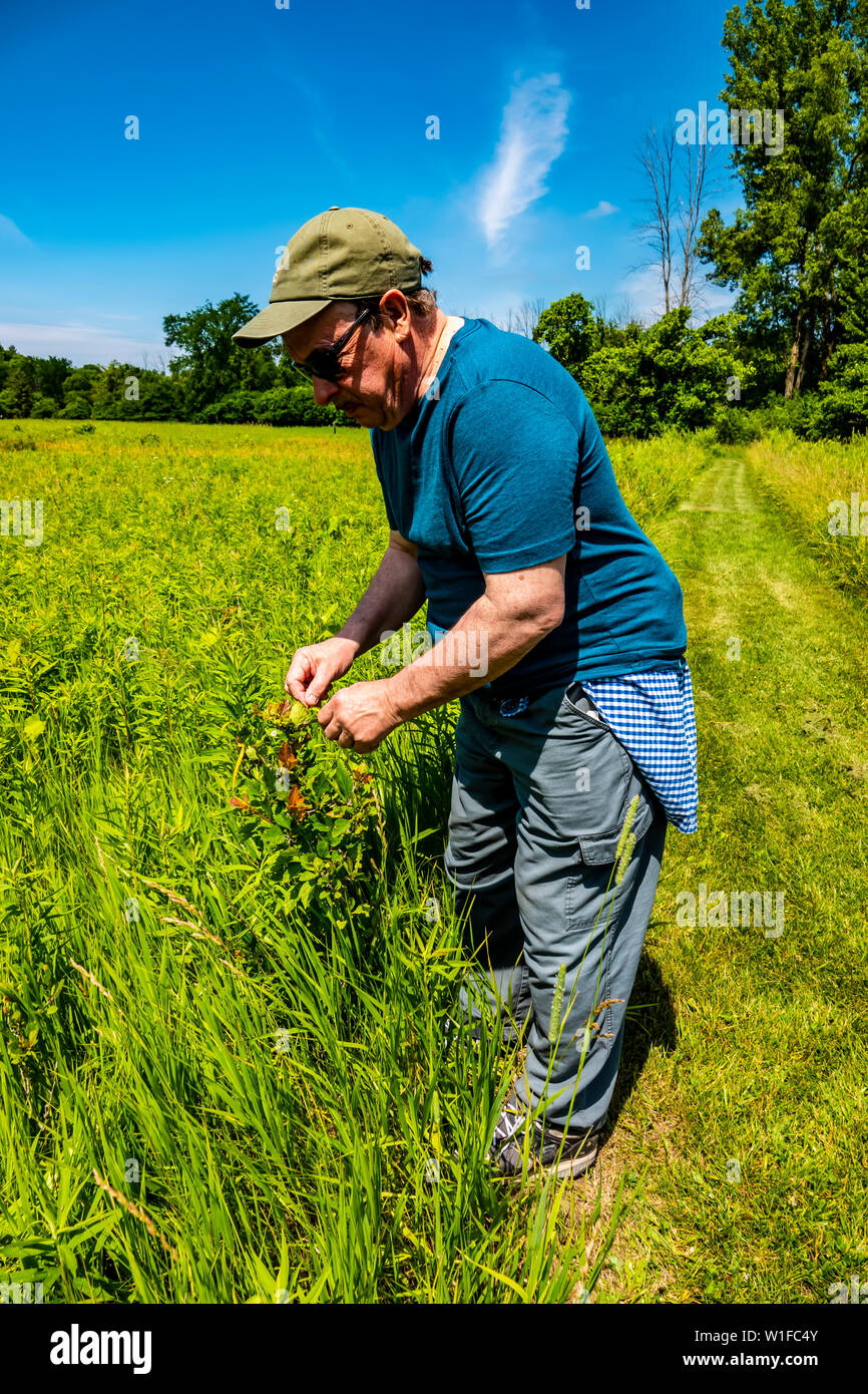 Plant biologist examines a shrub in a summer field Stock Photo - Alamy