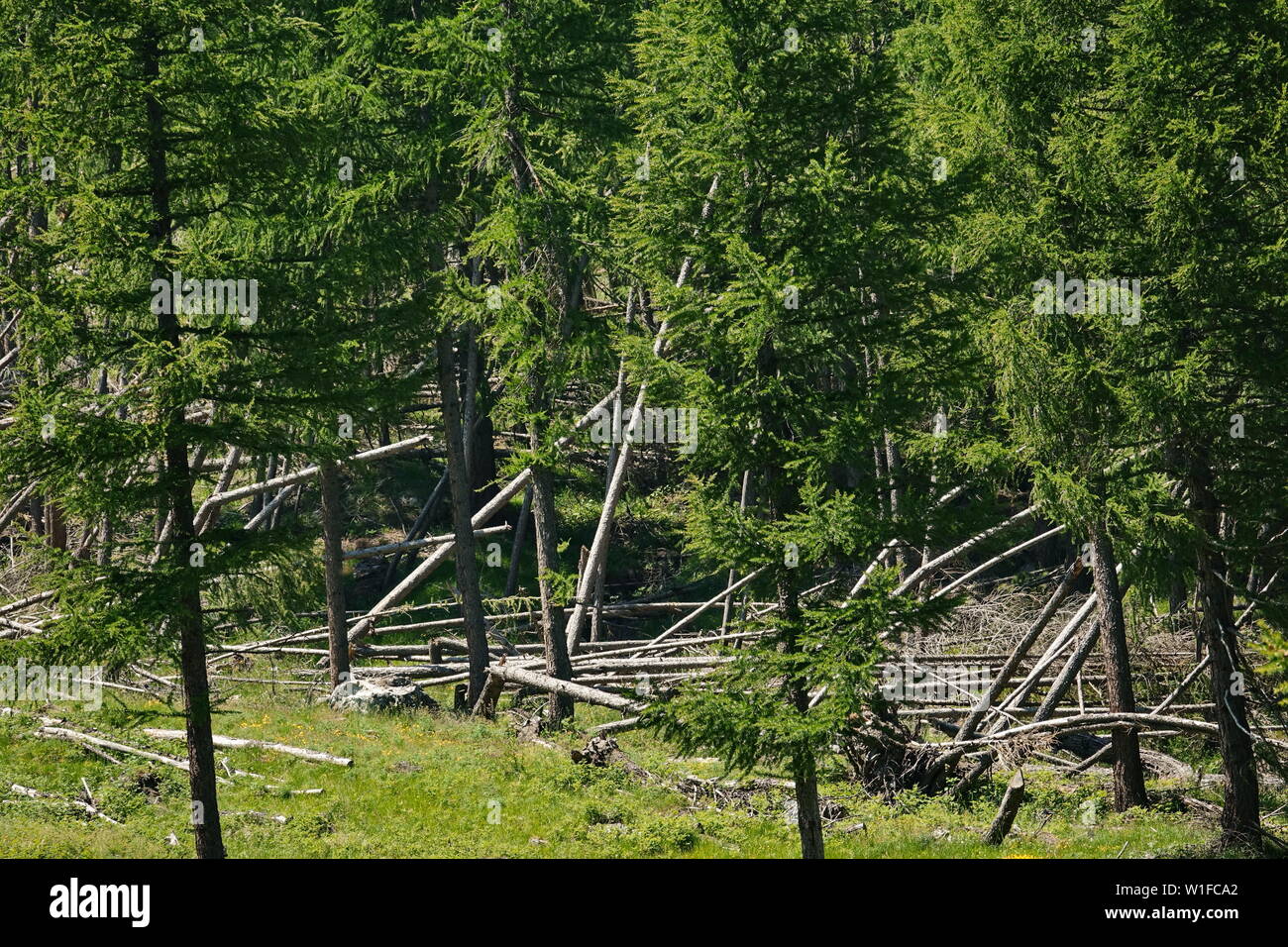 A part of the pinewood cut down by an avalanche Stock Photo - Alamy
