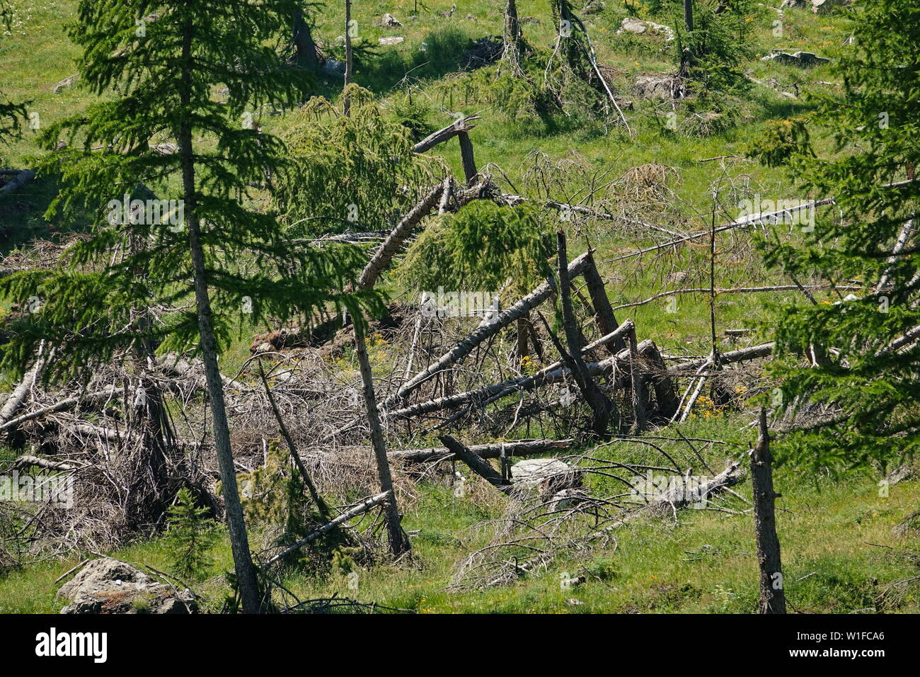 Climate change and cutting trees hi-res stock photography and images ...