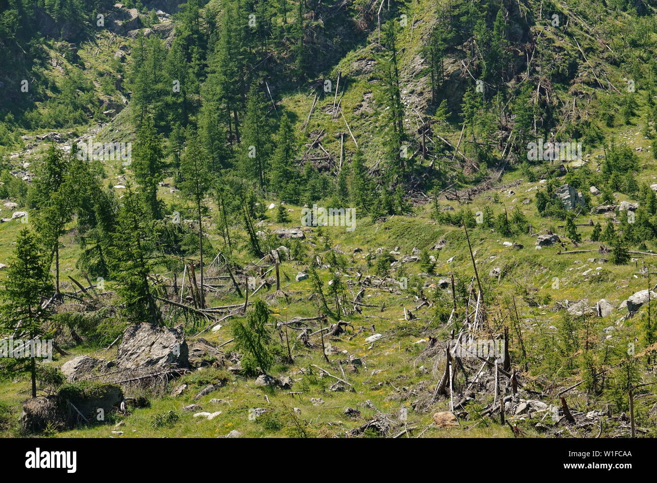 A part of the pinewood cut down by an avalanche Stock Photo - Alamy