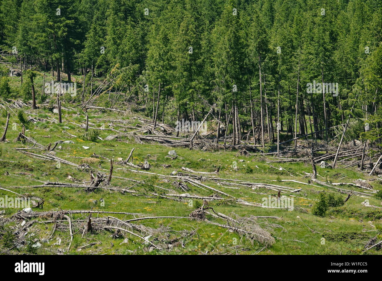 A part of the pinewood cut down by an avalanche Stock Photo - Alamy