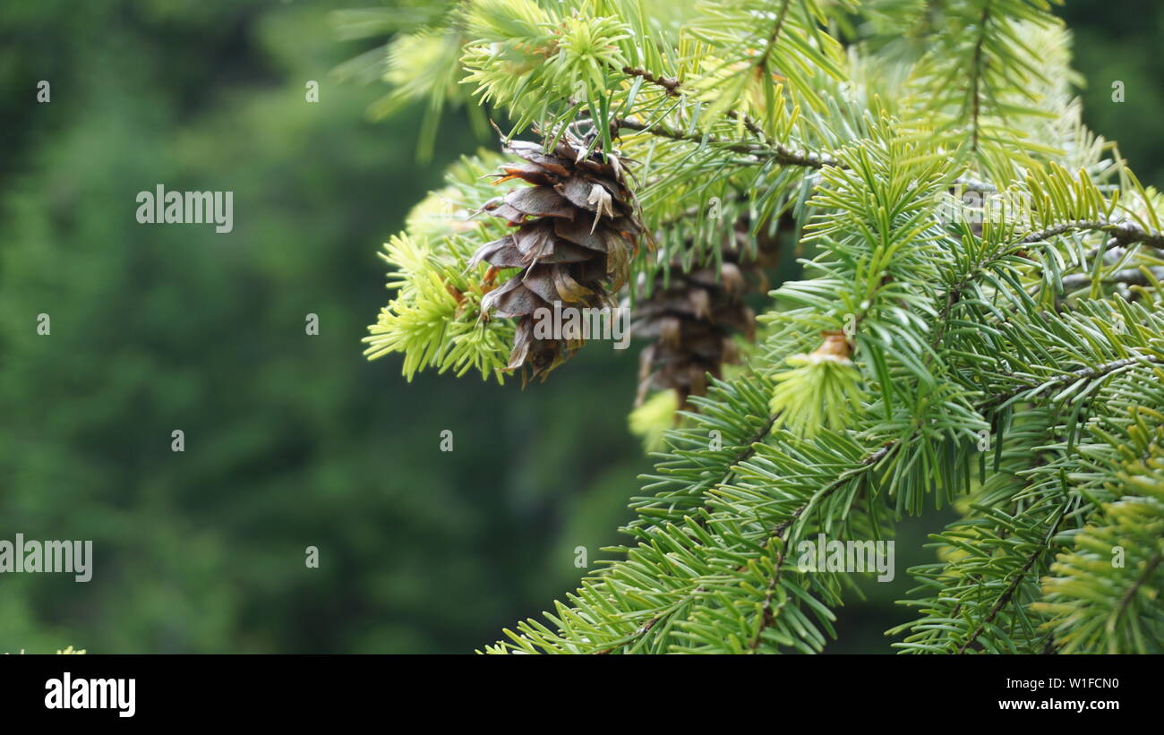 Pine Cone Background Stock Photo - Alamy