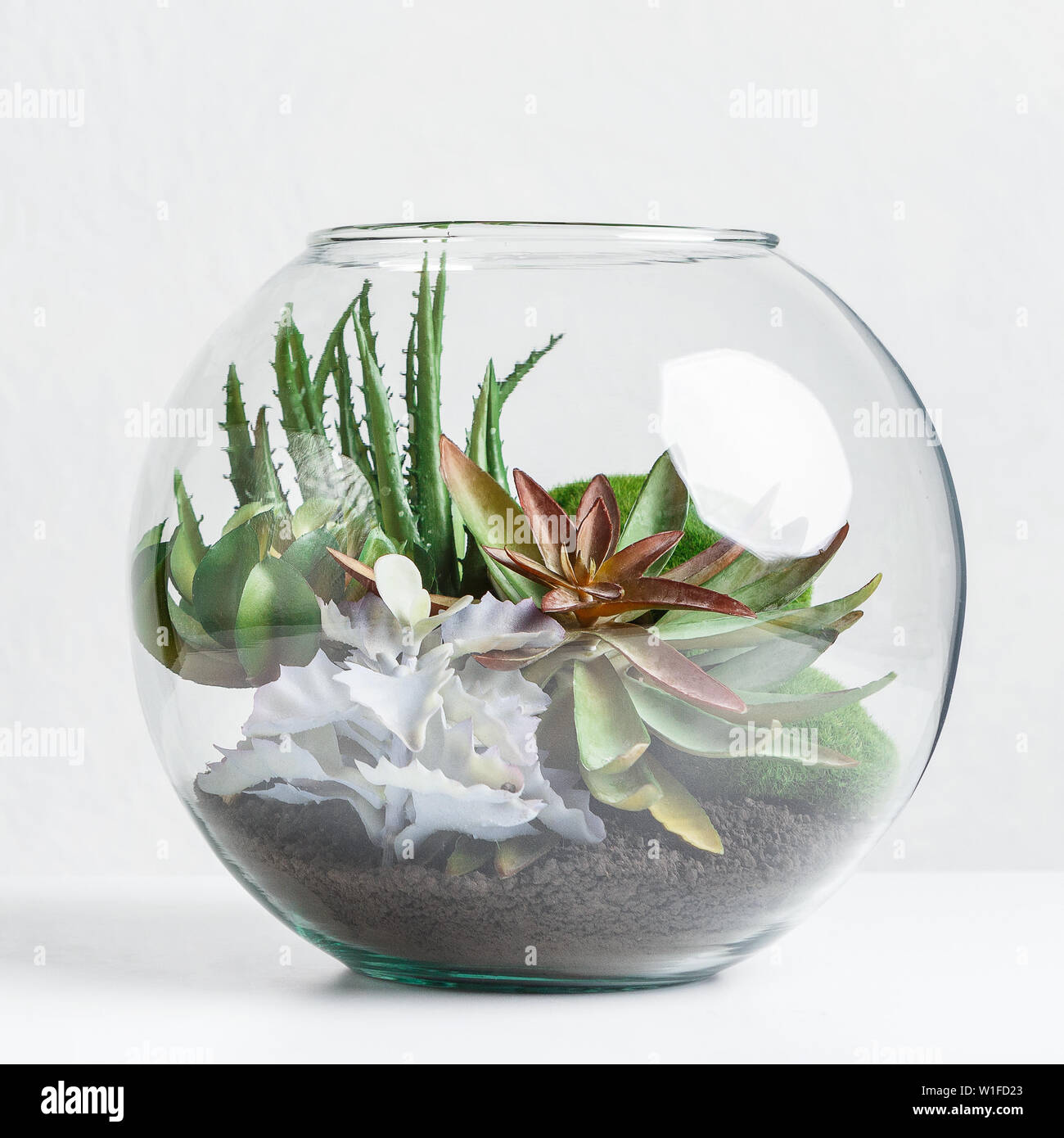 Indoor plants in florarium. Mini home garden concept Stock Photo - Alamy