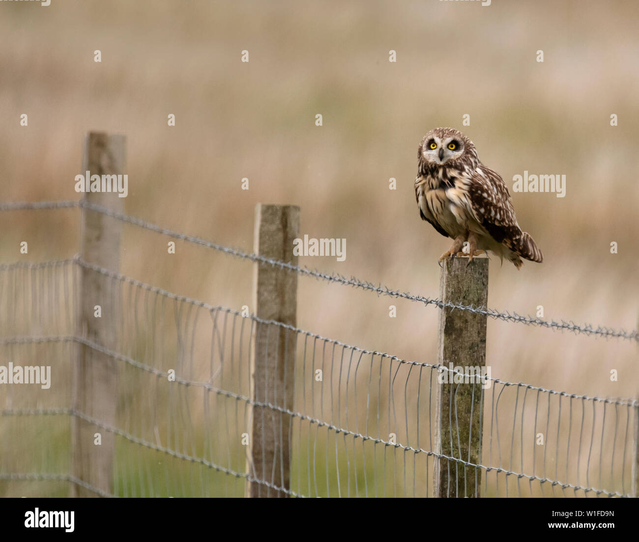 A wild Short Eared Owl (Asio Flammeus) perched on wooden fence post ...