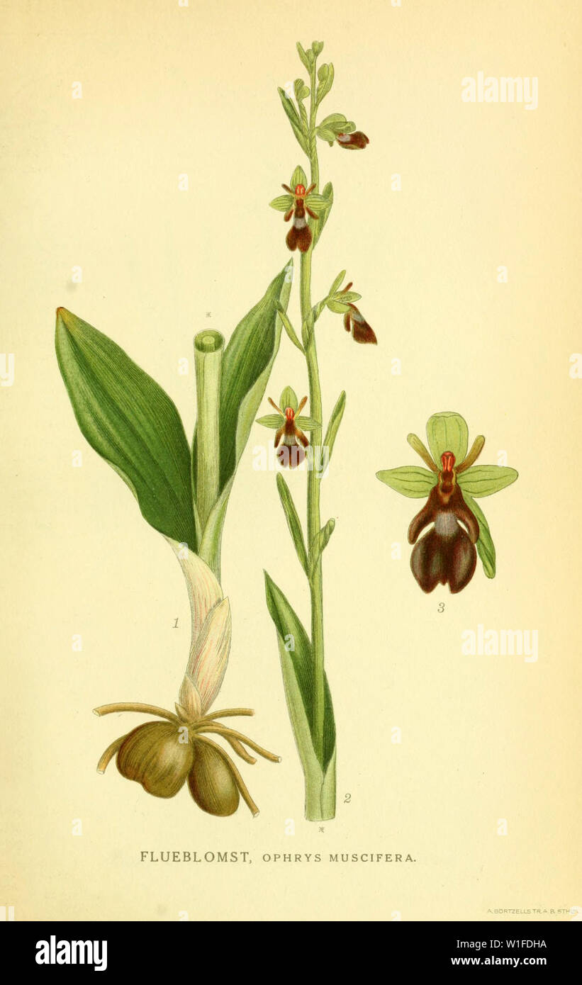 Beautiful vintage hand drawn illustrations of plants and flowers from ...